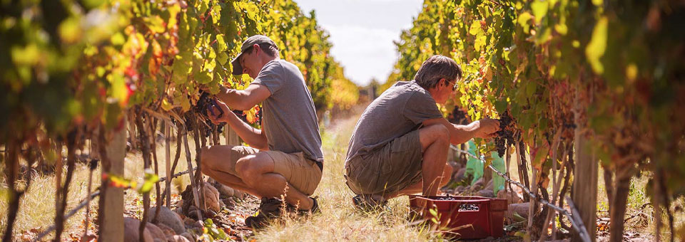 HyperionAssociates | The specialist recruiter for the wine, drinks ...