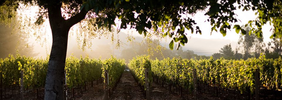 HyperionAssociates | The specialist recruiter for the wine, drinks ...