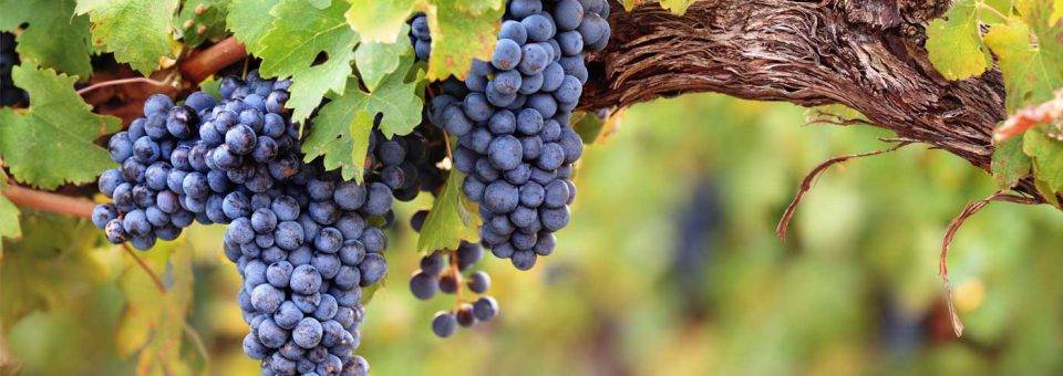 HyperionAssociates | The specialist recruiter for the wine, drinks ...